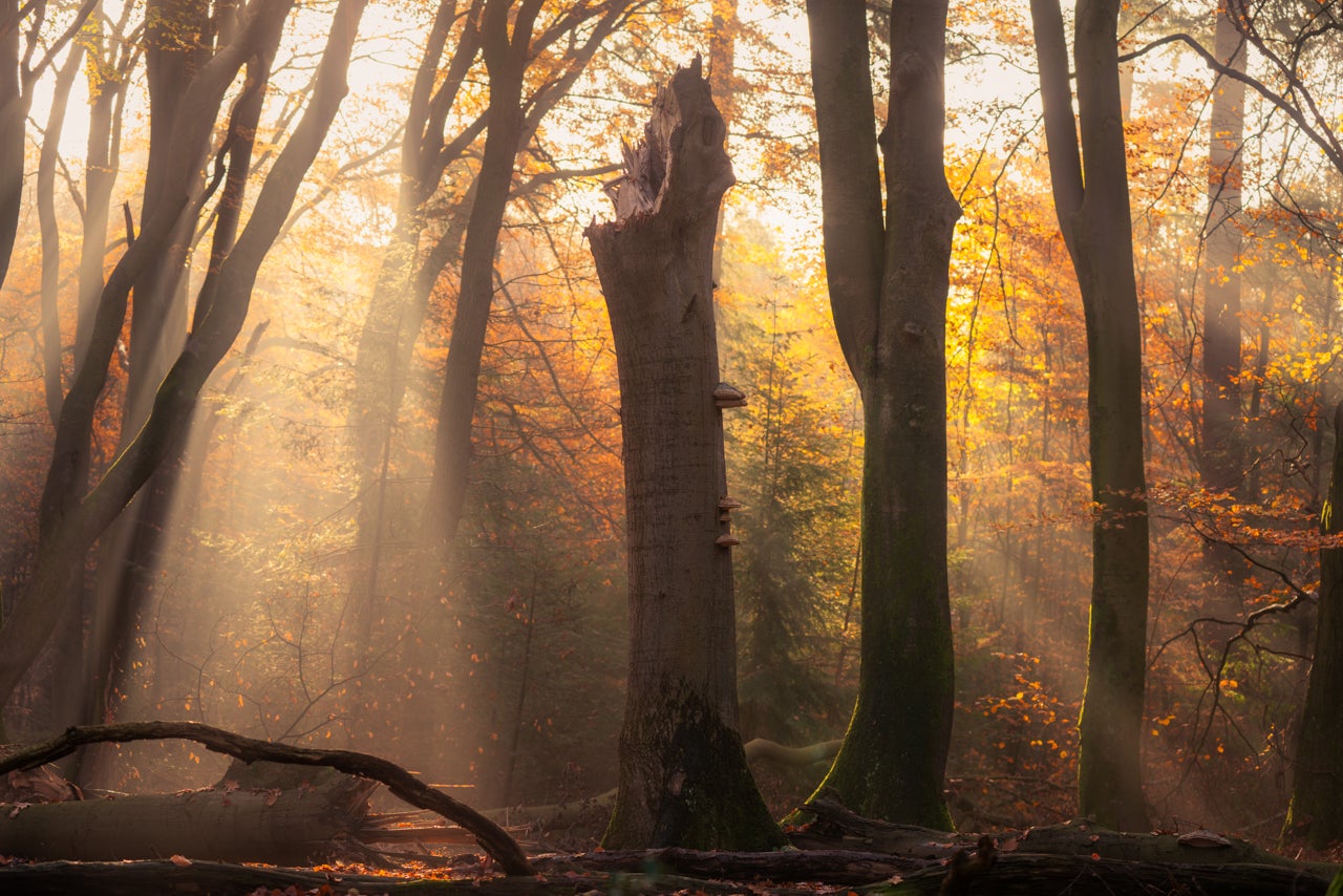 Ultimate Guide to Forest Photography | Iceland Photo Tours