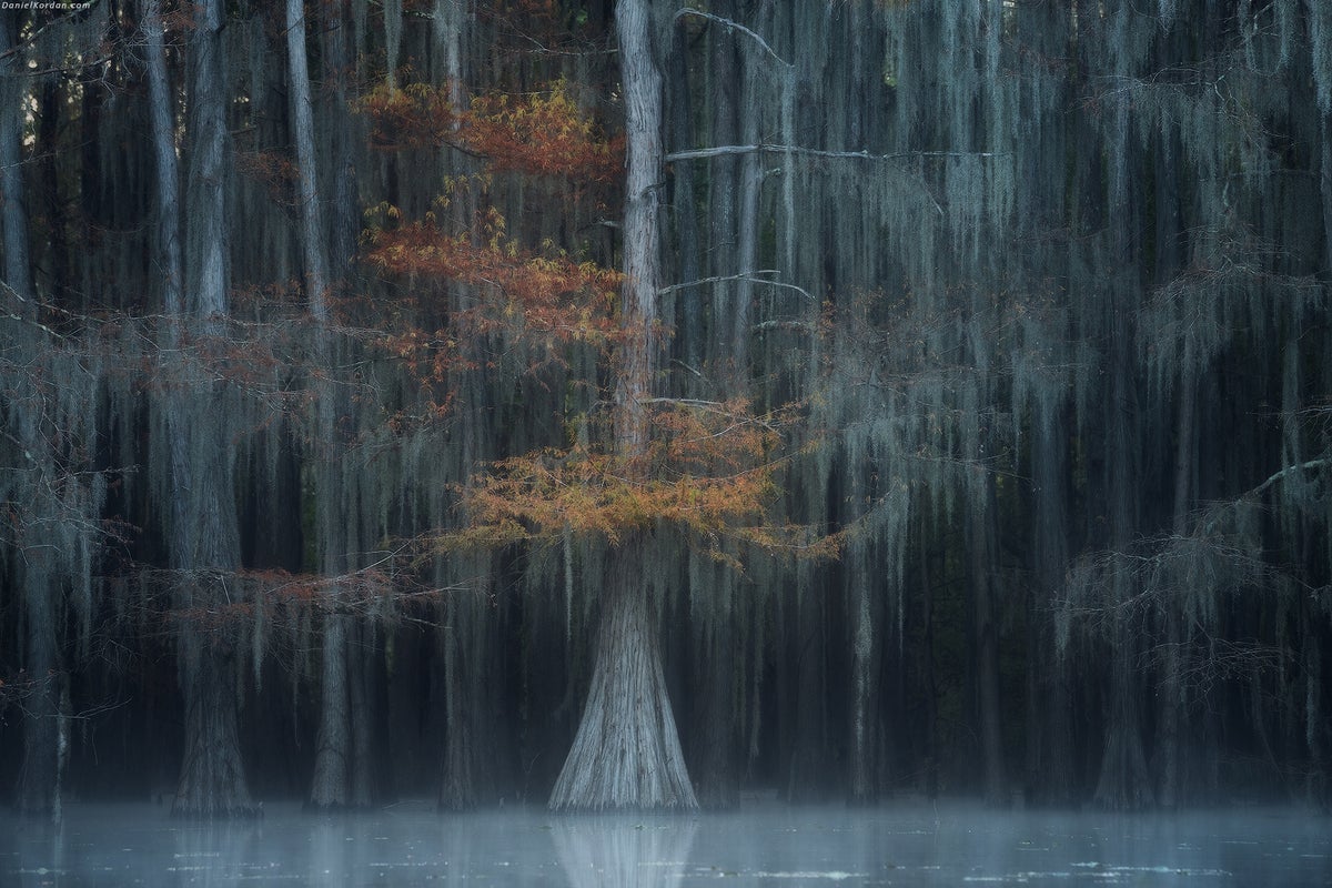 Cypress Swamps Photography Workshop | Iceland Photo Tours